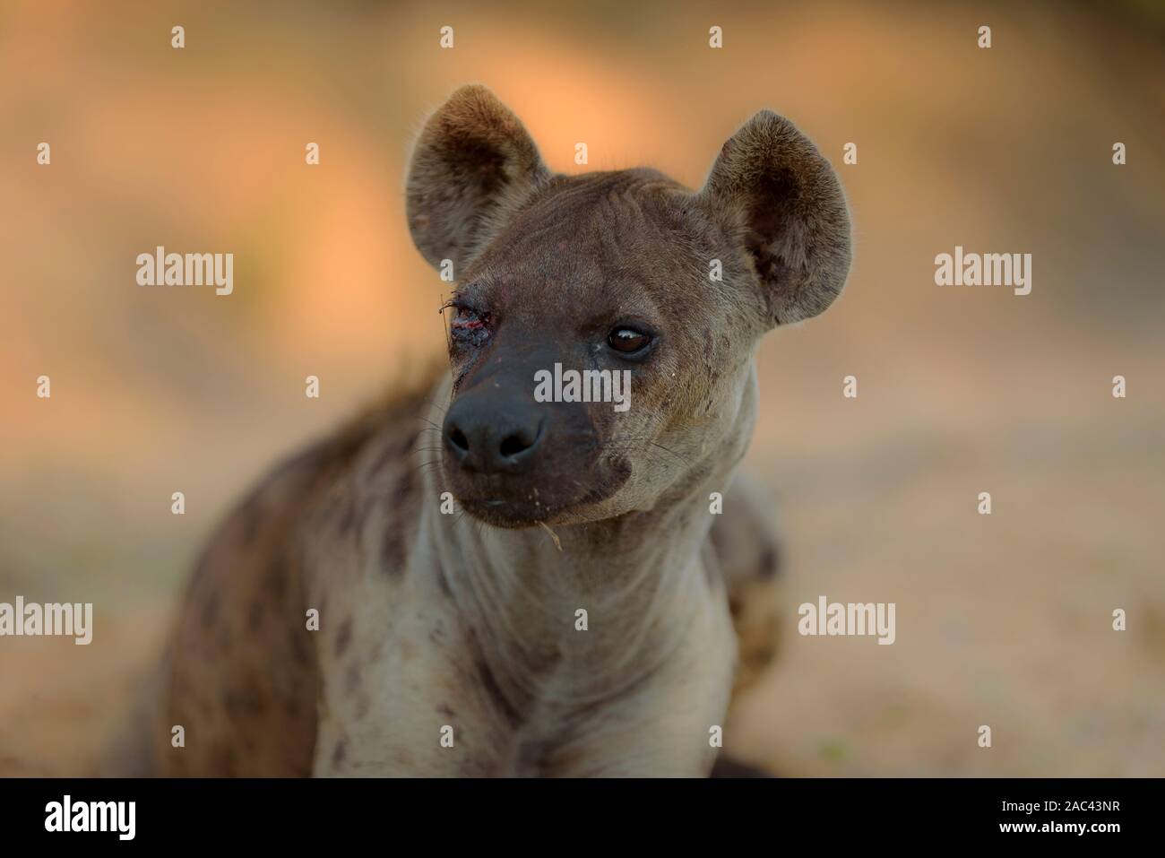 Hyena portrait in wilderness, hyena cub, best hyena Stock Photo - Alamy