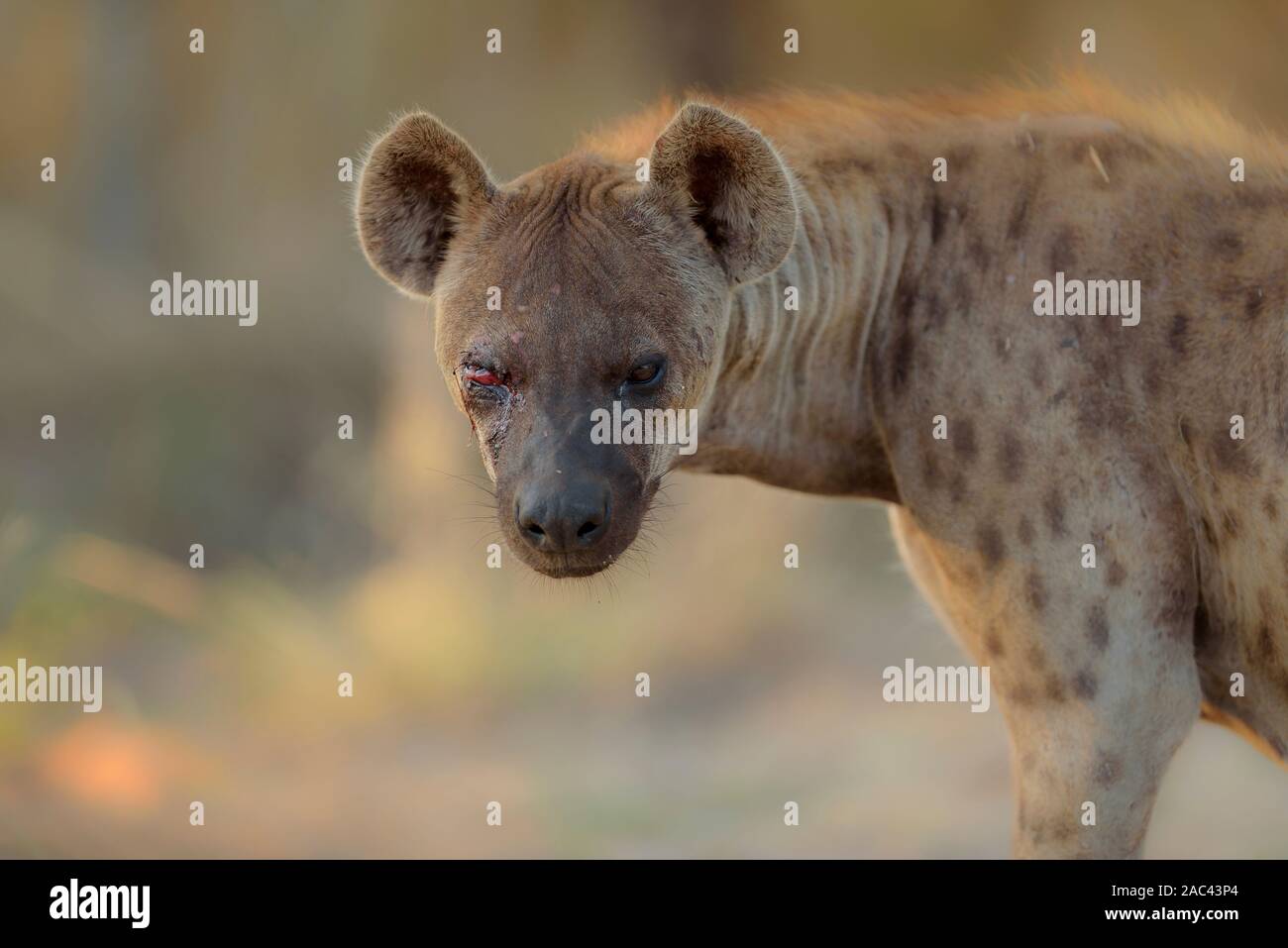 Hyena portrait in wilderness, hyena cub, best hyena Stock Photo - Alamy