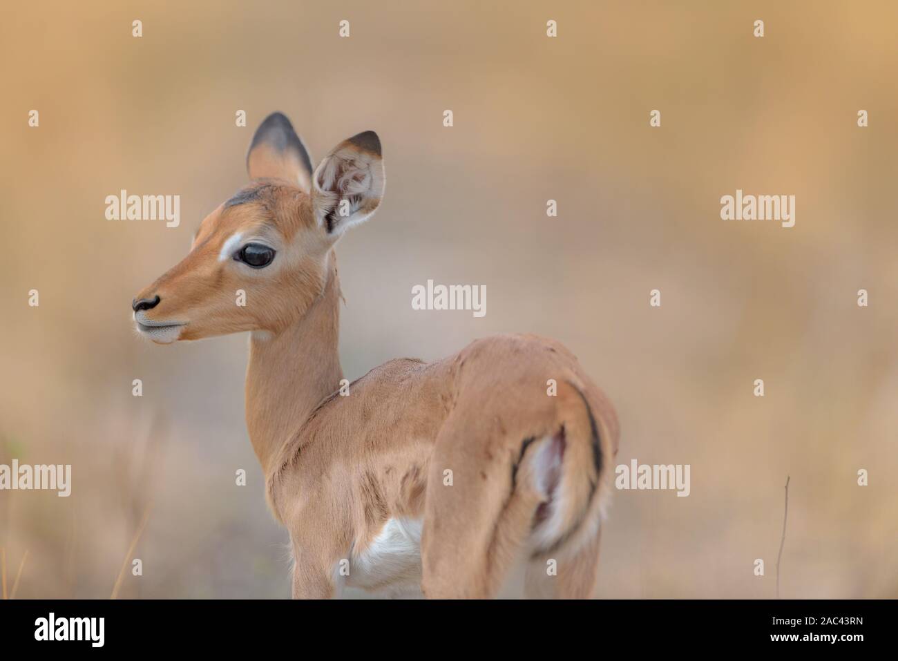 Impala with mom hi-res stock photography and images - Alamy