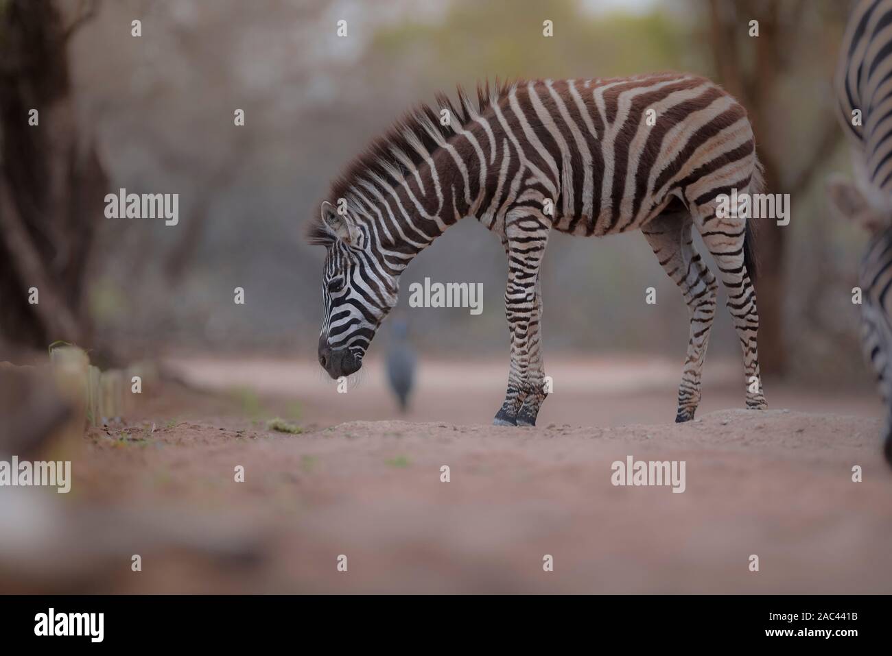 Zebra calf hi-res stock photography and images - Alamy