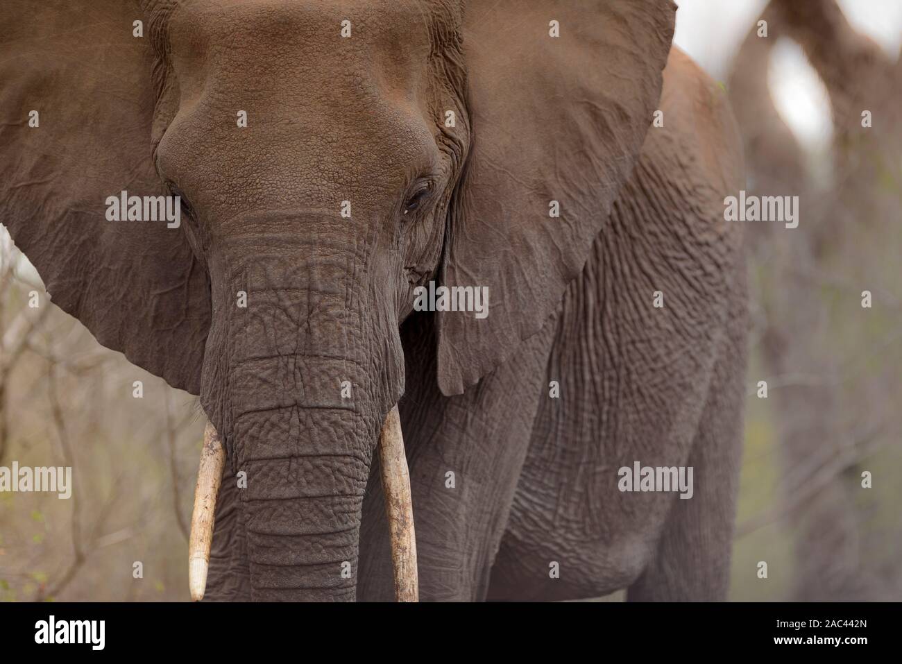 Elephant portrait African elephant Stock Photo - Alamy