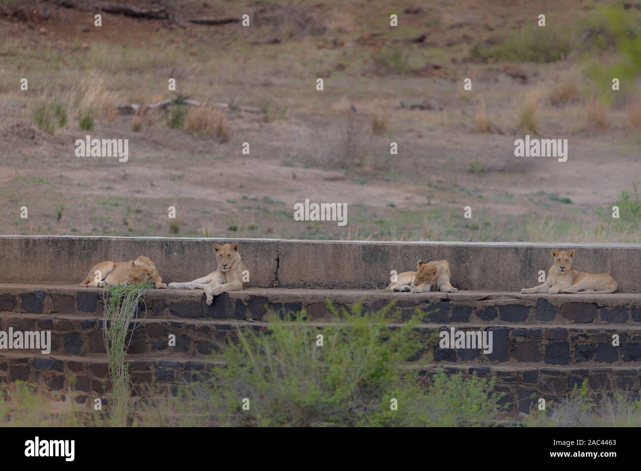Female lions hunting hi-res stock photography and images - Alamy