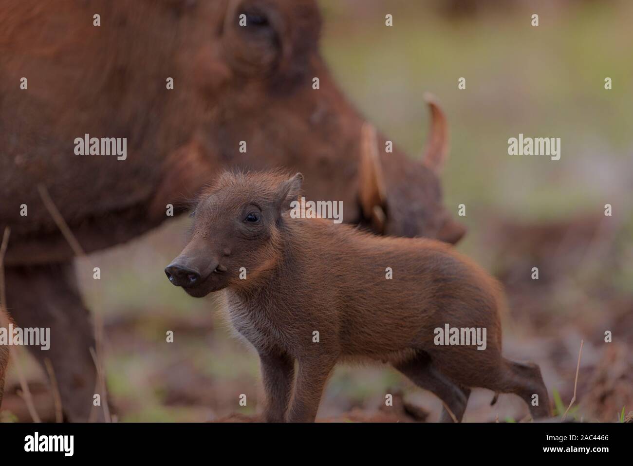 Warthog and piglet hi-res stock photography and images - Alamy