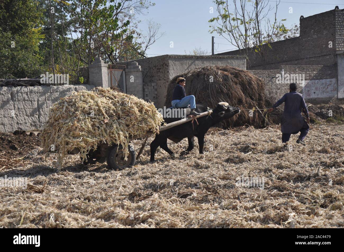 Peshawar, Pakistan. 30th Nov, 2019. View of making traditional sweet ...