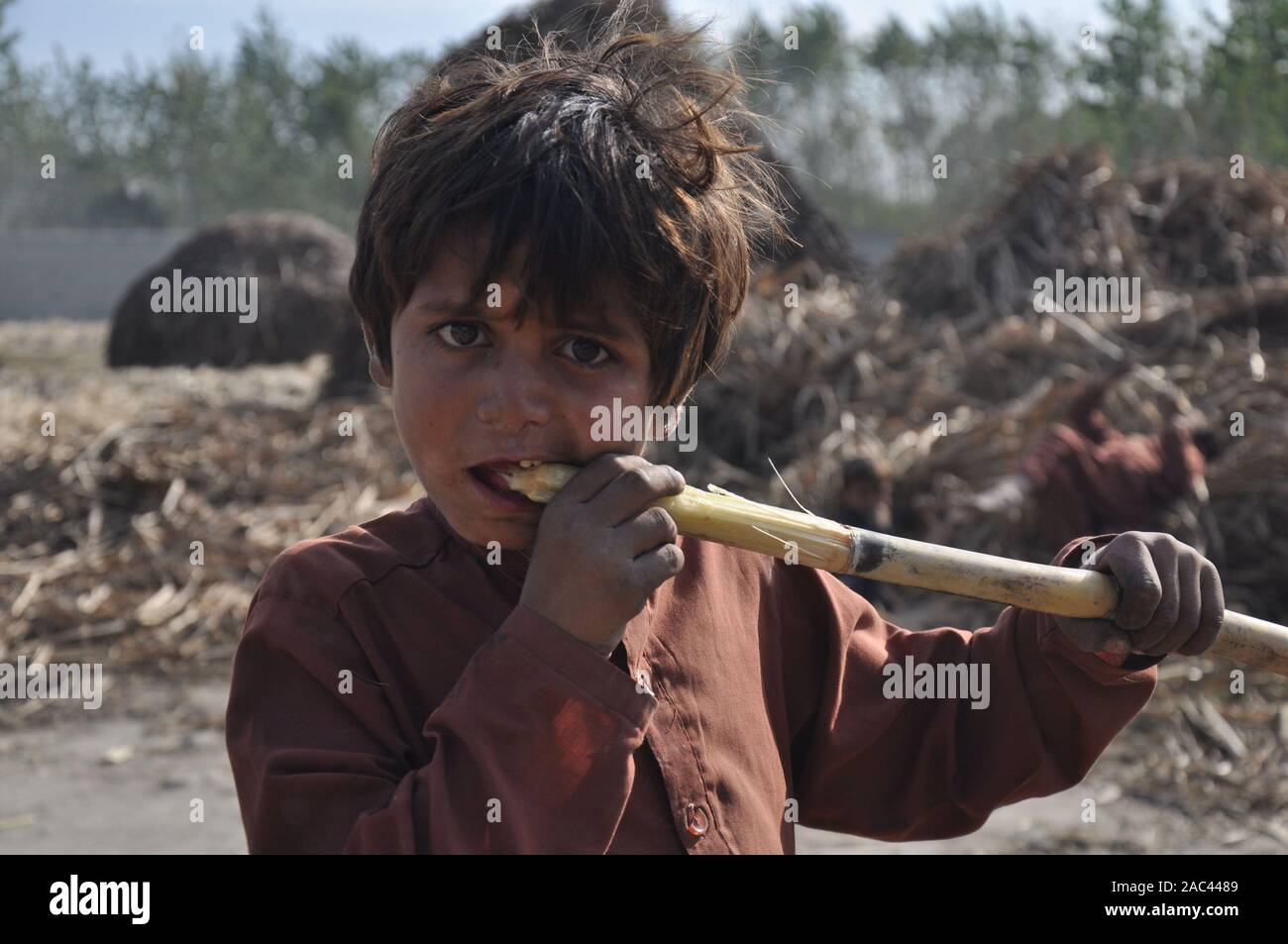 Extracting sugarcane hi-res stock photography and images - Alamy