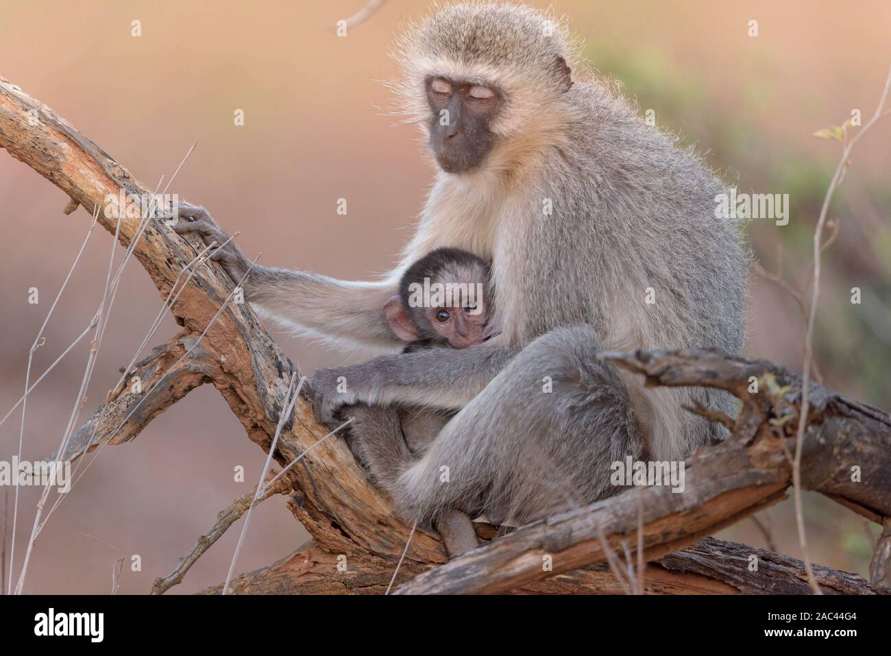 Vervet monkey baby with mom African monkey Stock Photo - Alamy