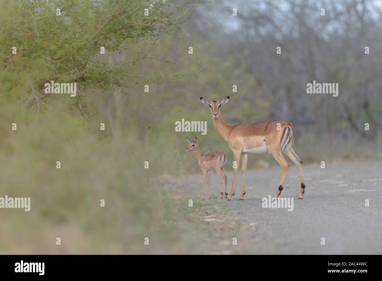 Baby impala with mom cute impala calf Stock Photo - Alamy