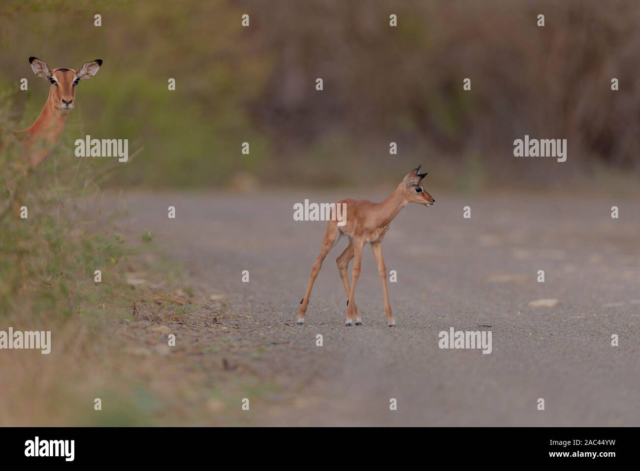Impala with mom hi-res stock photography and images - Alamy