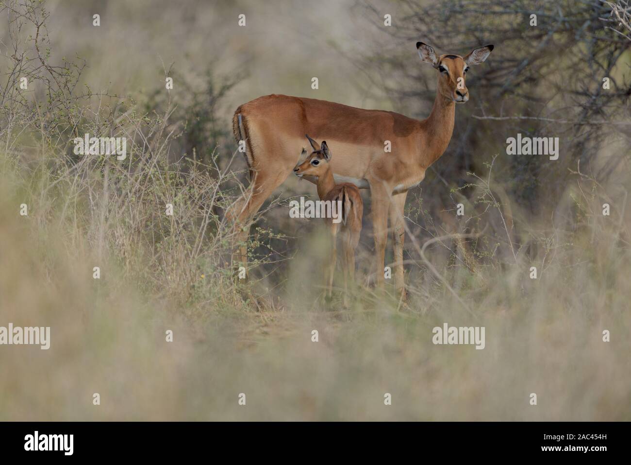 Baby impala calf and mom Stock Photo - Alamy