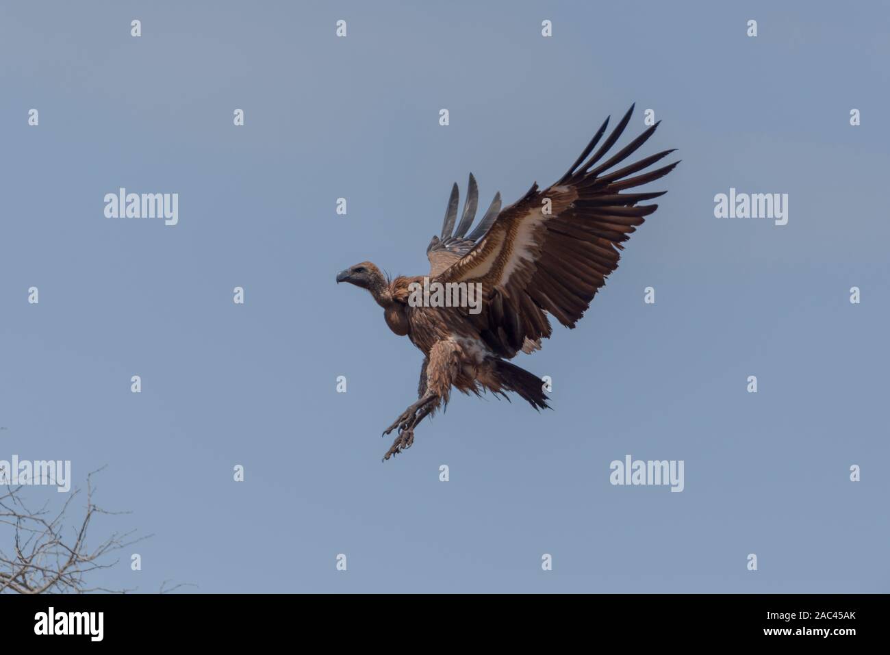 African vulture scavenging Stock Photo - Alamy