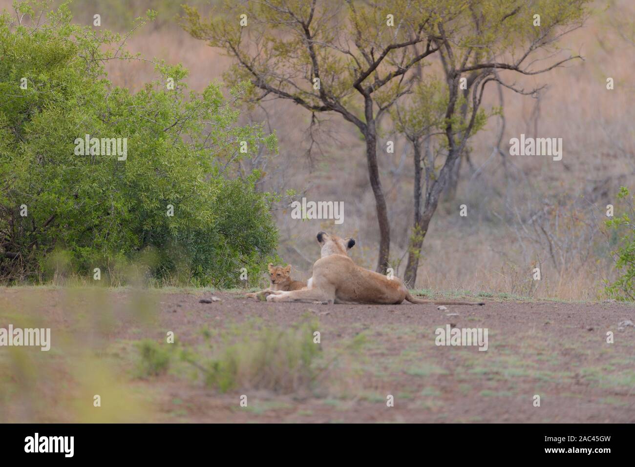 Female lions hunting hi-res stock photography and images - Alamy
