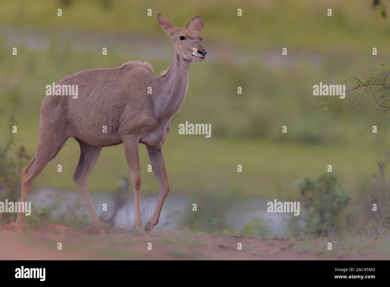 Beautiful kudu hi-res stock photography and images - Alamy