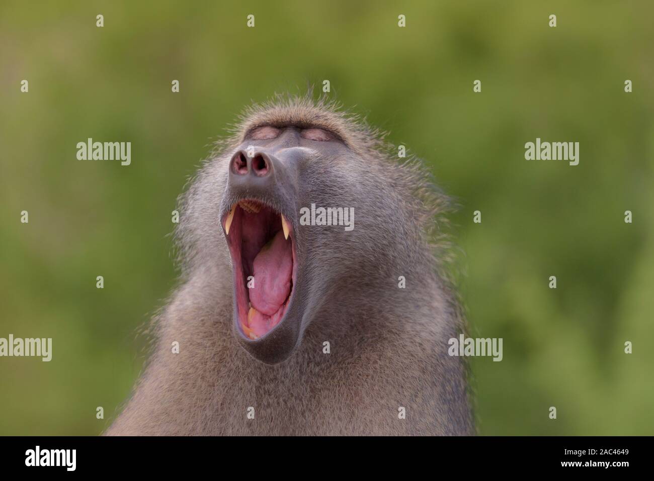Baboon portrait, best baboon photos Stock Photo - Alamy