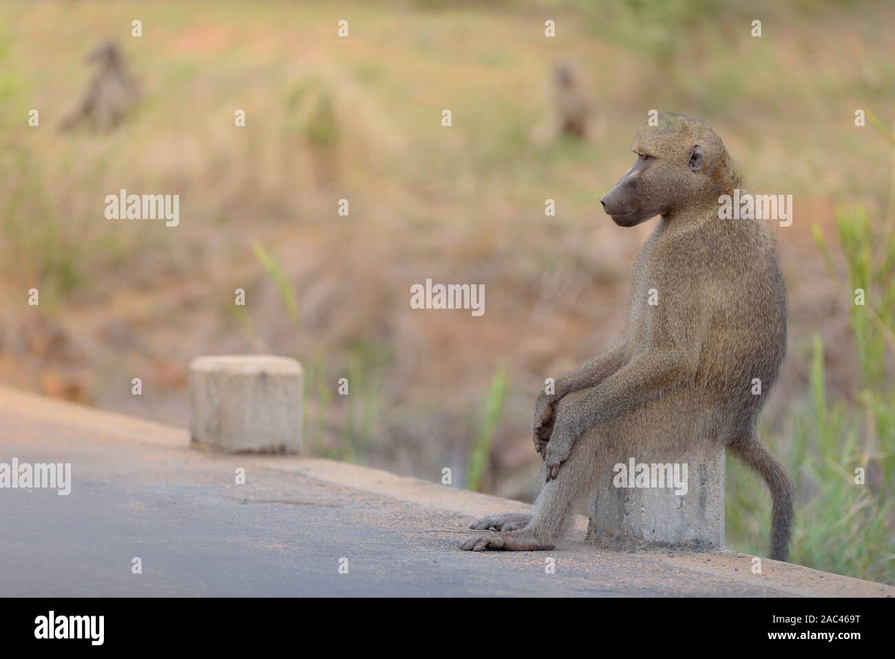 Male baboon hi-res stock photography and images - Alamy