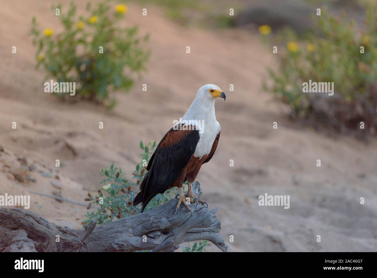African fish eagle portrait hi-res stock photography and images - Alamy