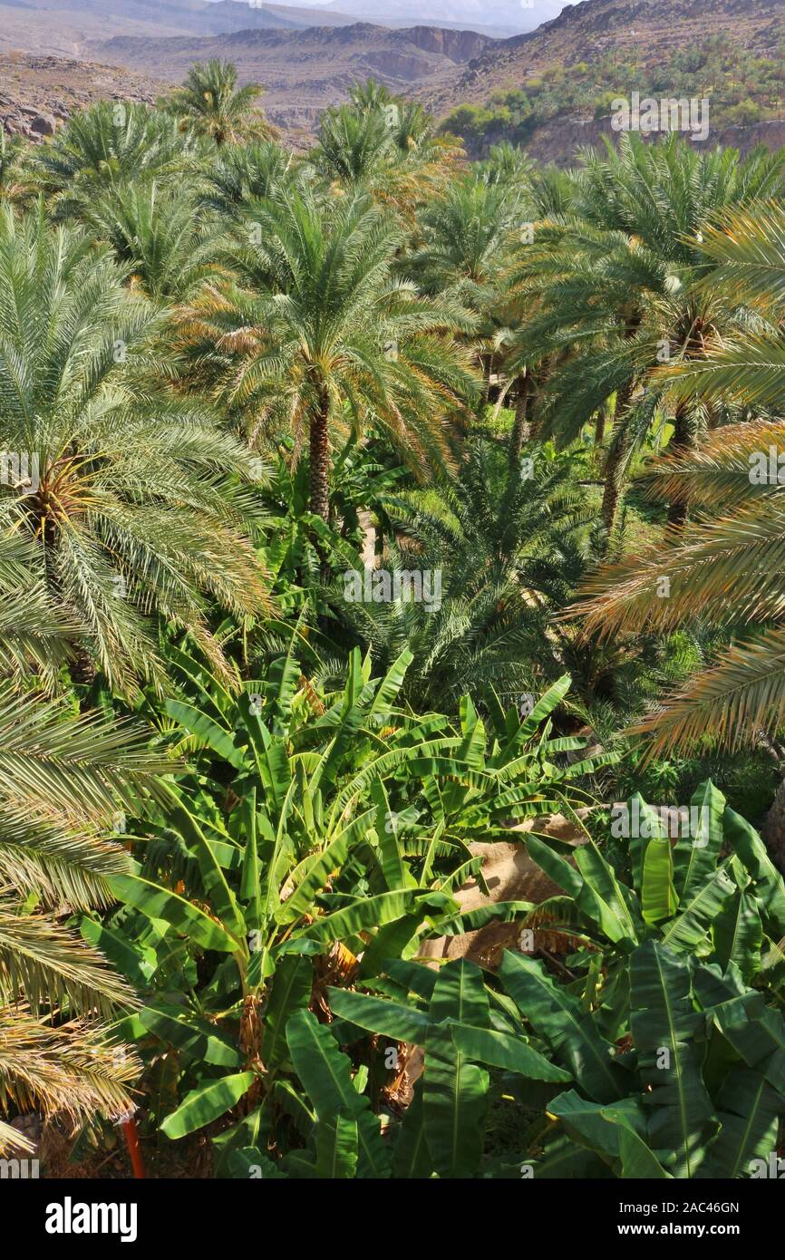 Oman Palm Tree Forest in Misfat al Abriyin Stock Photo - Alamy