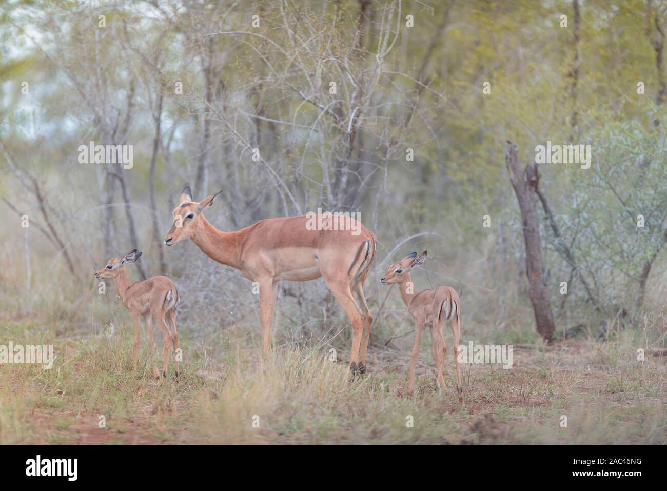 Impala with mom hi-res stock photography and images - Alamy