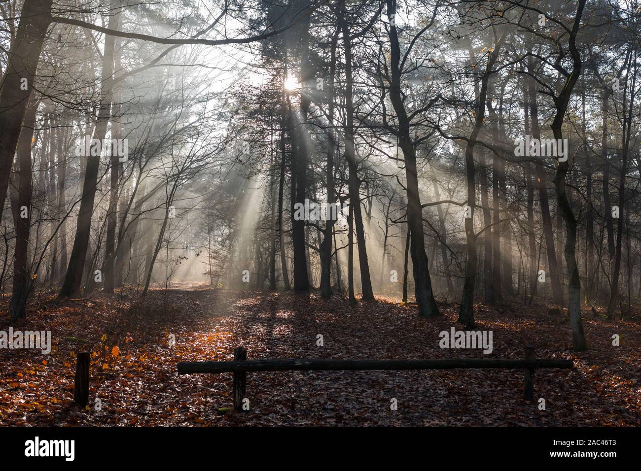 Beautiful rays of light in autumn wood with mist in a Dutch forest ...