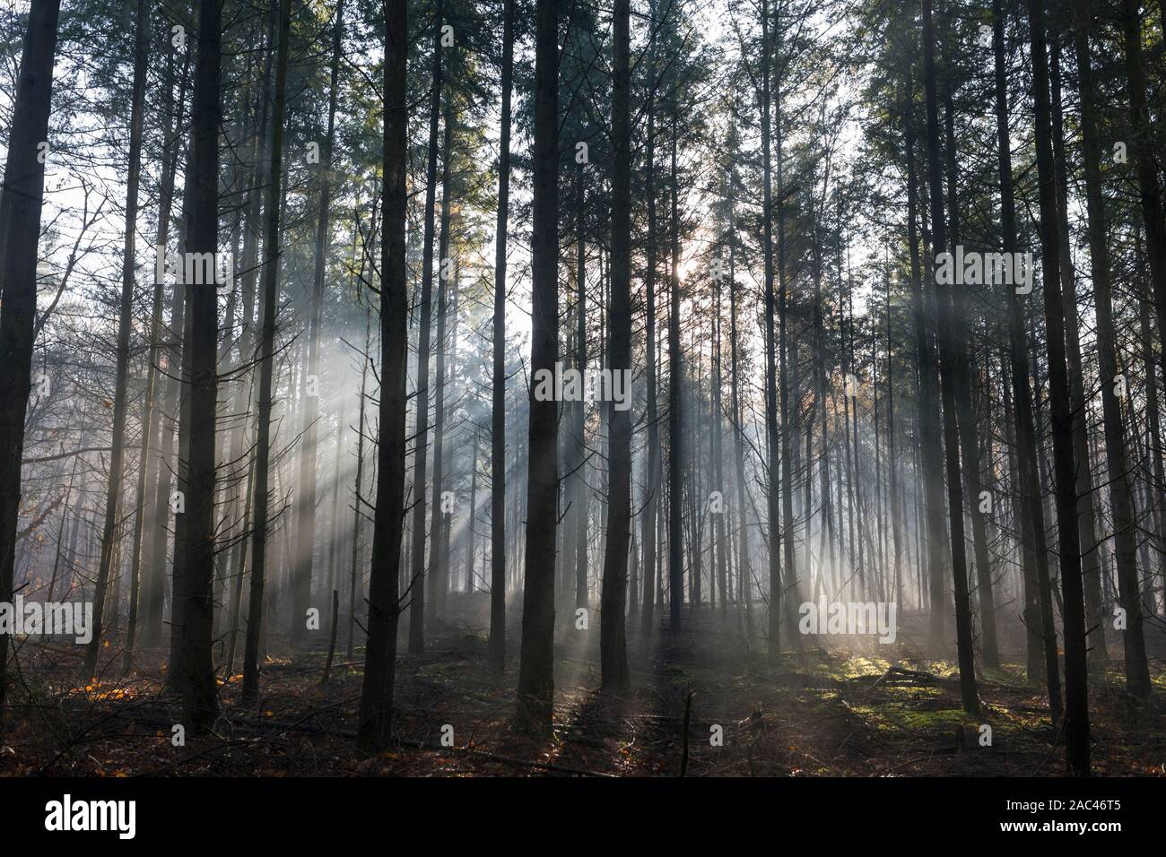 Beautiful rays of light in autumn wood with mist in a Dutch forest ...