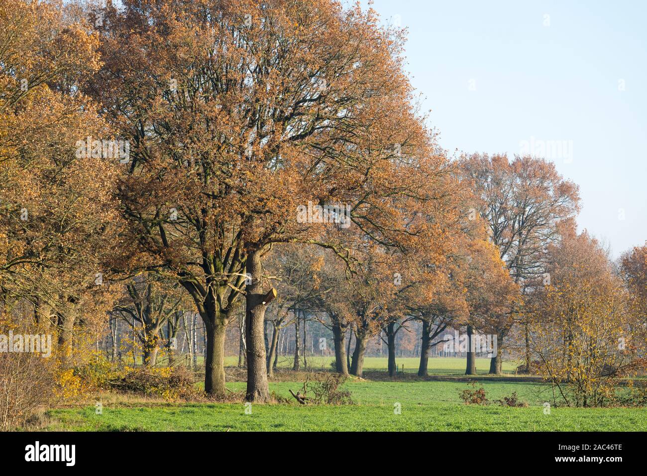 Colorful row of oak trees in autumn standing in a Dutch landscape with ...