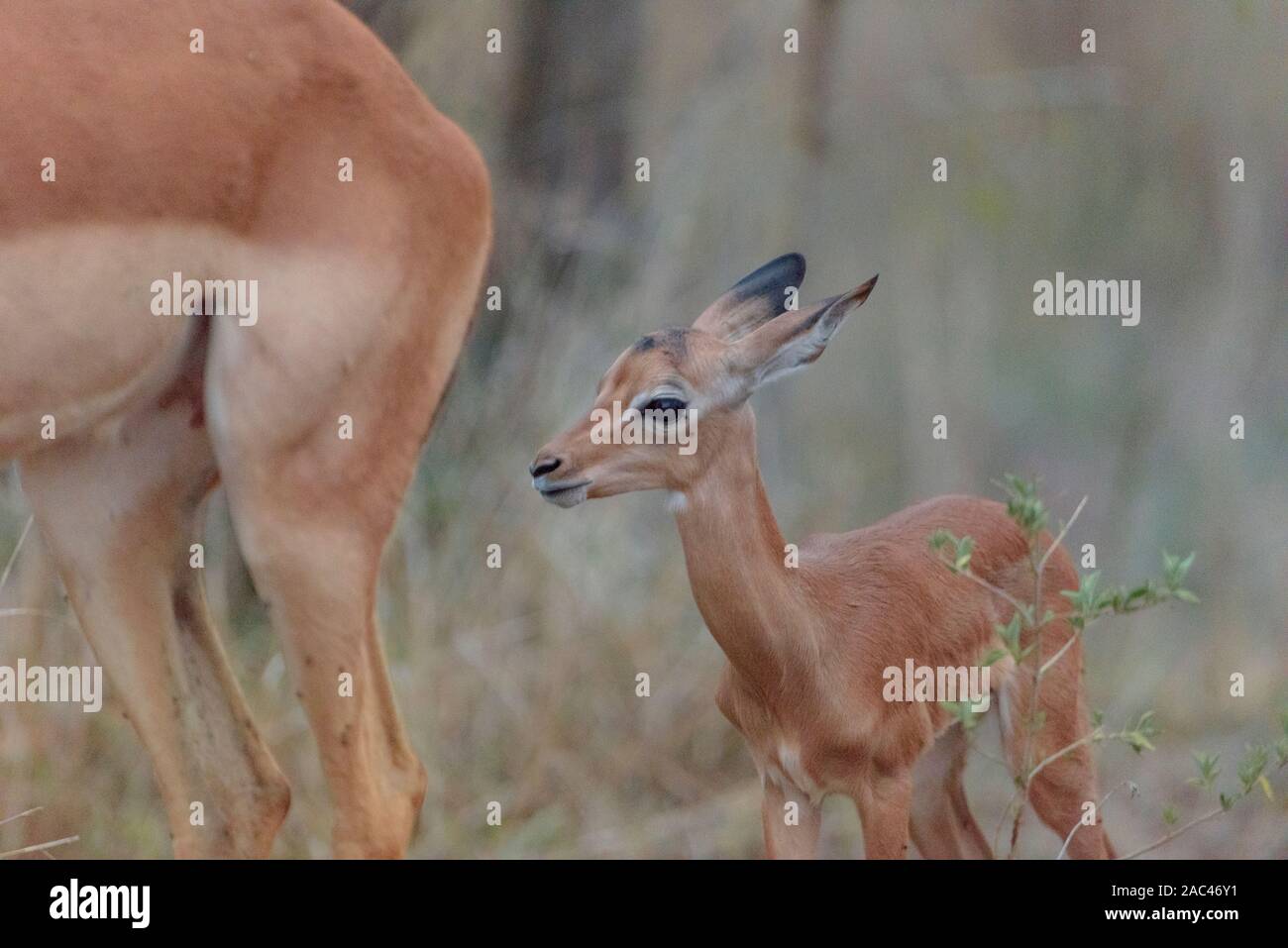 Baby impala with mom cute impala calf Stock Photo - Alamy