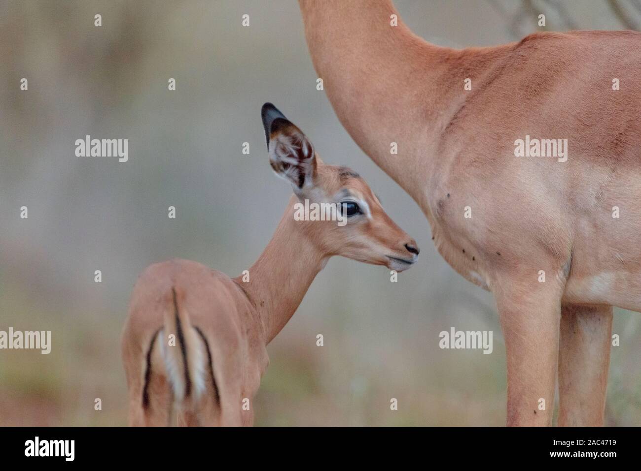 Impala with mom hi-res stock photography and images - Alamy