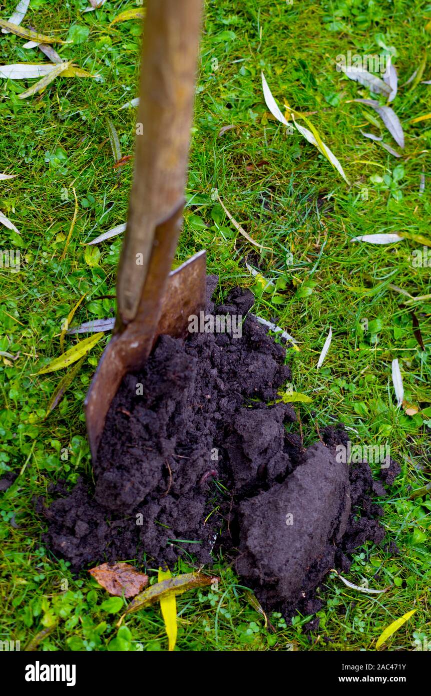 Earthworm in healthy topsoil digging after harvesting vegetables ...
