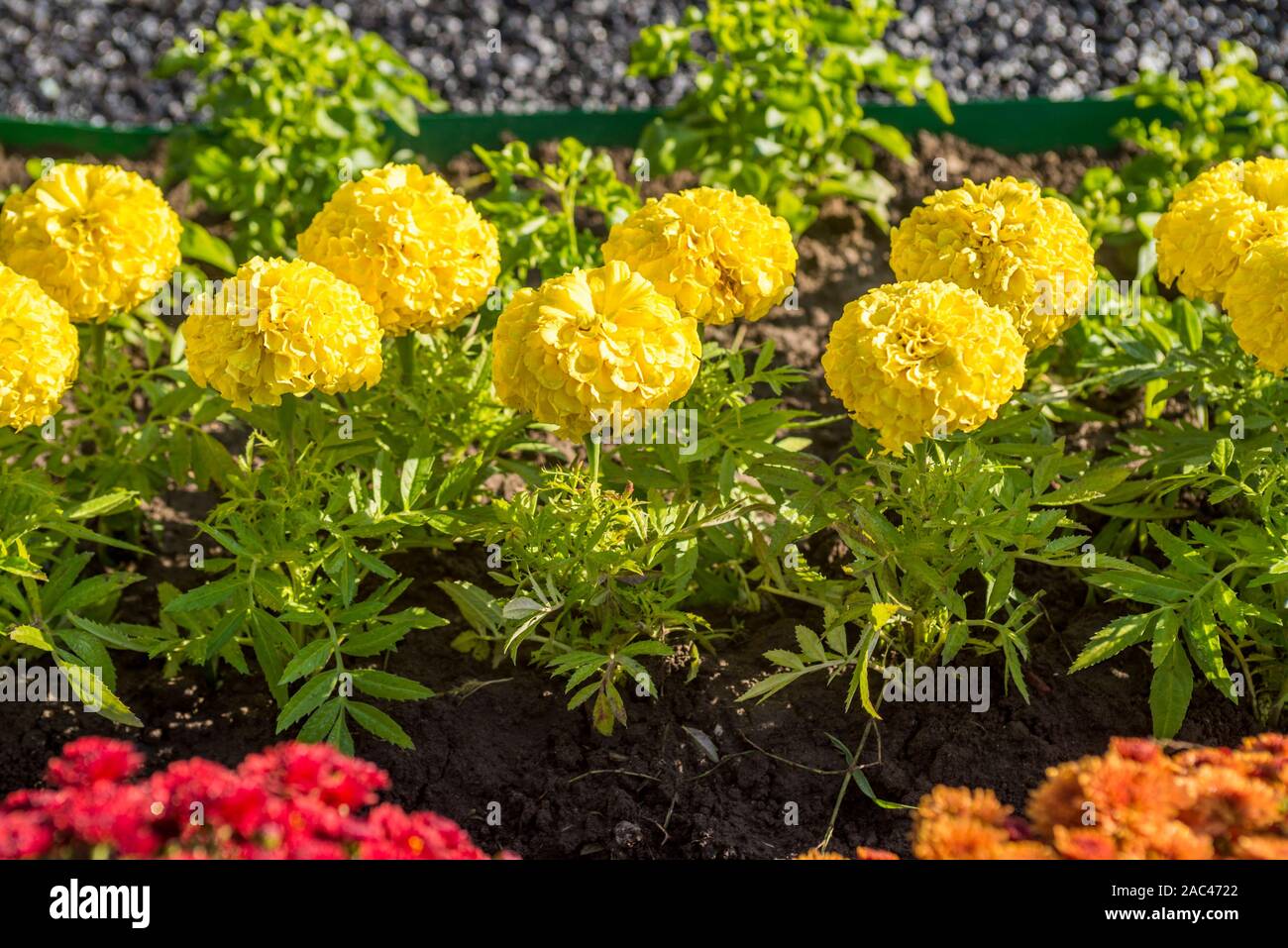 Aztec marigolds hi-res stock photography and images - Alamy
