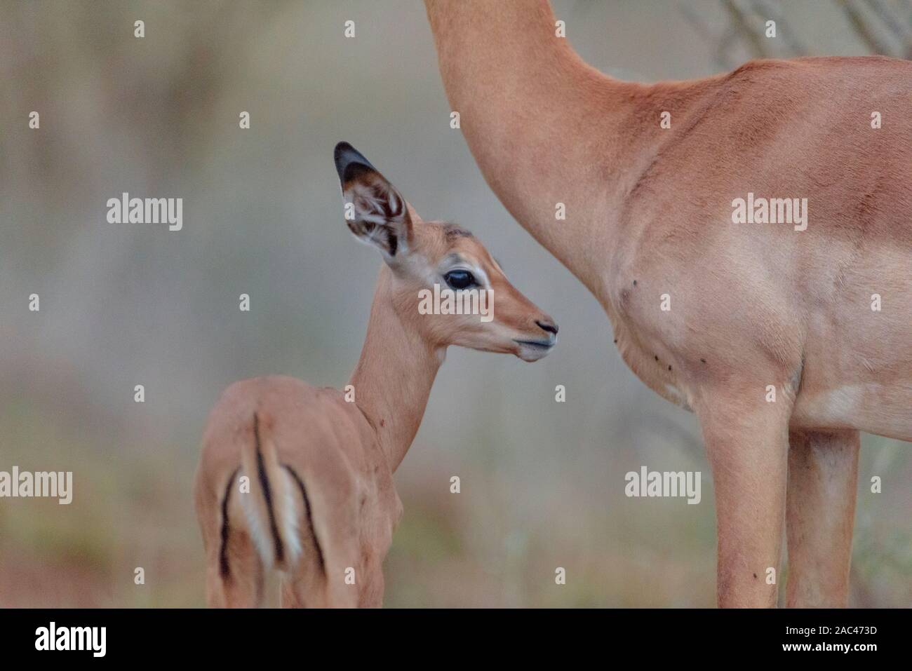 Baby impala with mom cute impala calf Stock Photo - Alamy