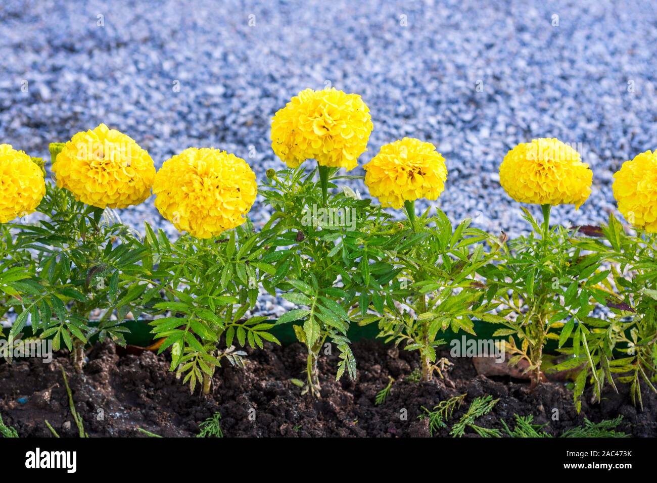 Miniature marigolds hi-res stock photography and images - Alamy