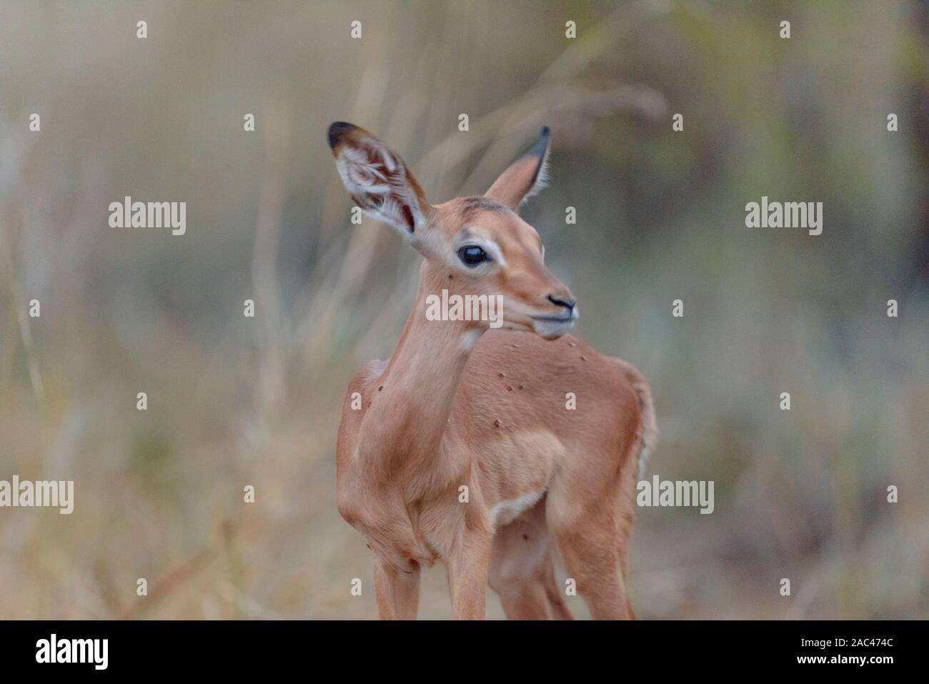 Baby impala with mom cute impala calf Stock Photo - Alamy