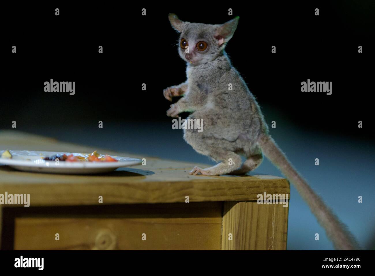 Bush baby hi-res stock photography and images - Alamy