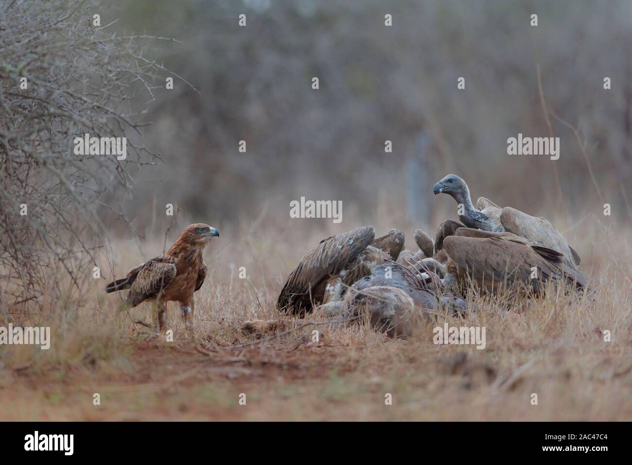 African vulture scavenging Stock Photo - Alamy