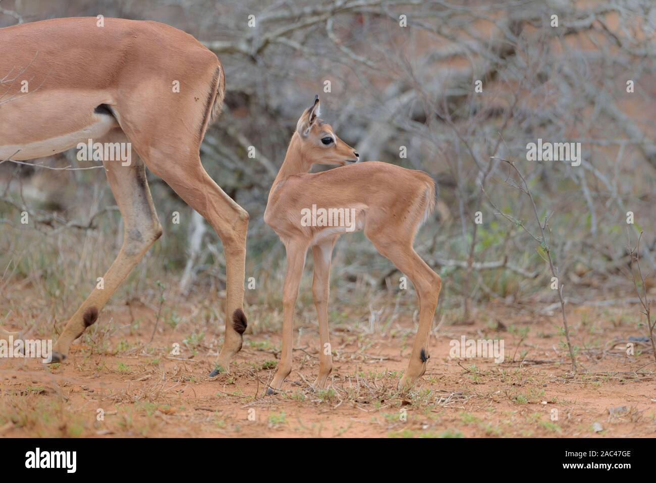 Baby impala with mom cute impala calf Stock Photo - Alamy