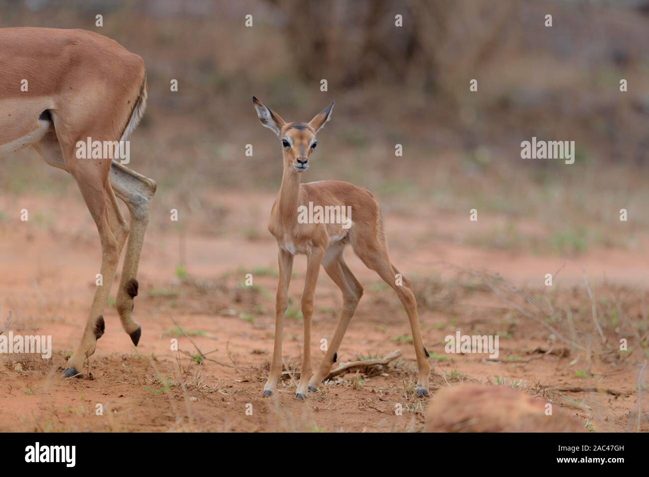 Cutest impala hi-res stock photography and images - Alamy