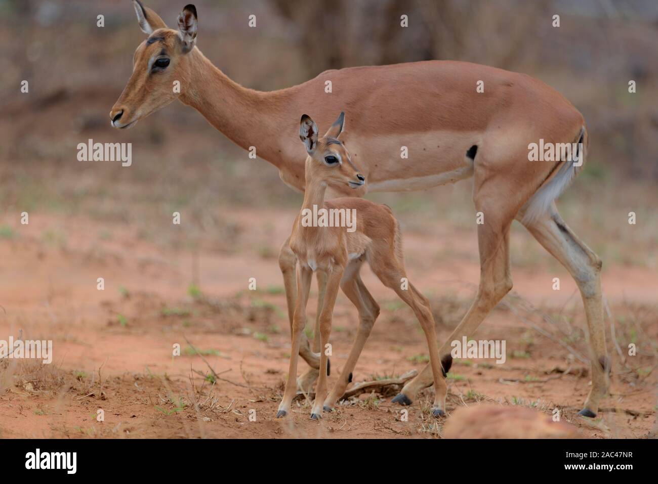 Impala with mom hi-res stock photography and images - Alamy
