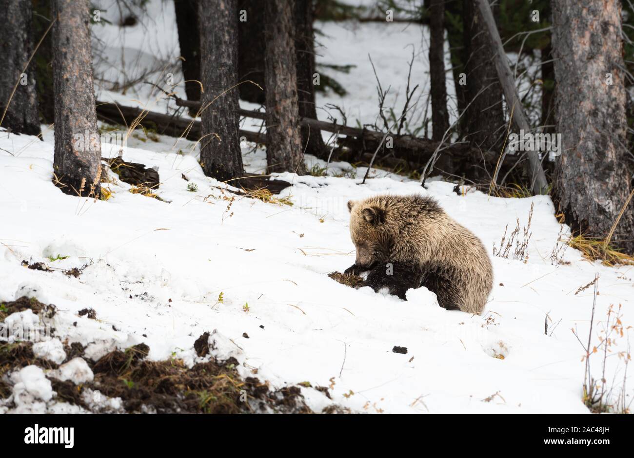Grizzly bear cubs in the late fall Stock Photo - Alamy