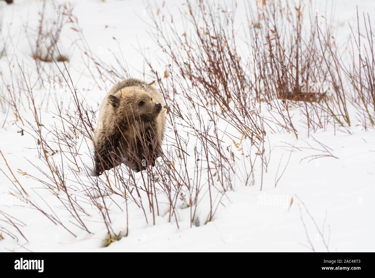 Grizzly bear cubs in the late fall Stock Photo - Alamy