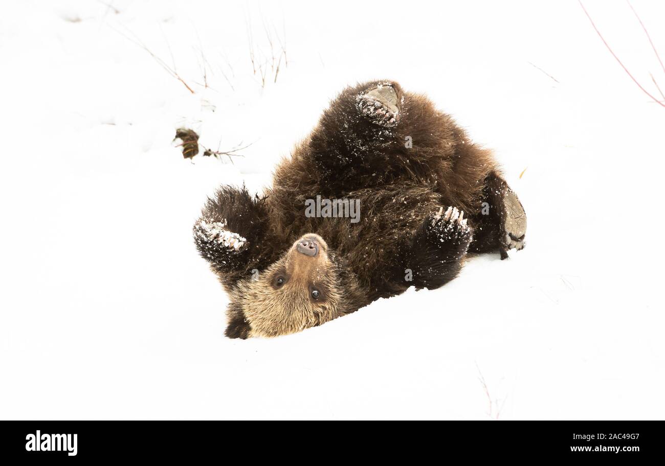 Grizzly bear cubs in the late fall Stock Photo - Alamy