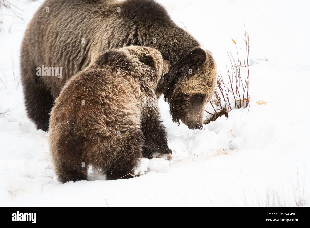 Grizzly bear cubs in the late fall Stock Photo - Alamy