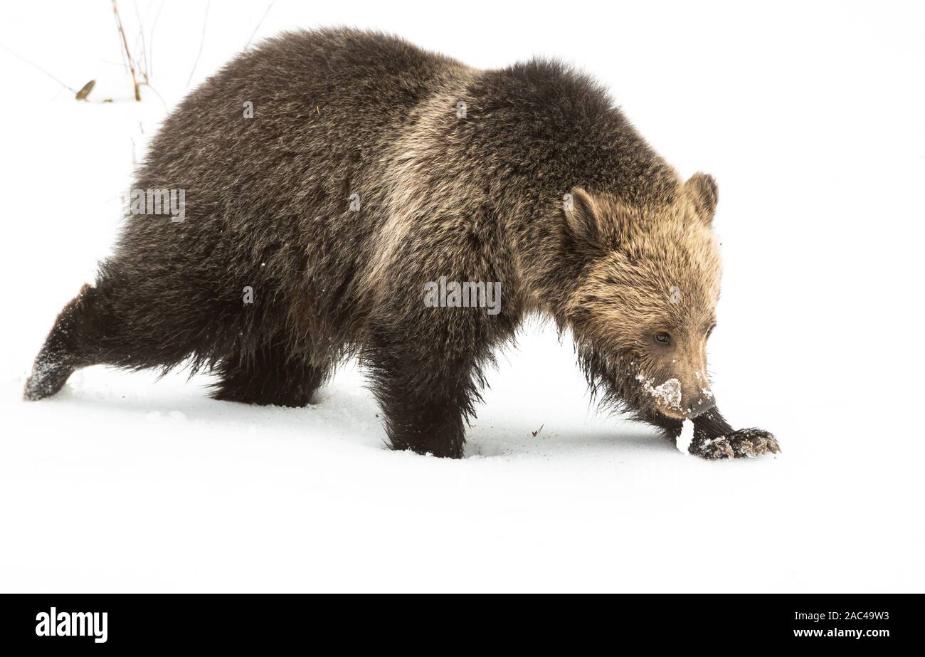 Grizzly bear cubs in the late fall Stock Photo - Alamy