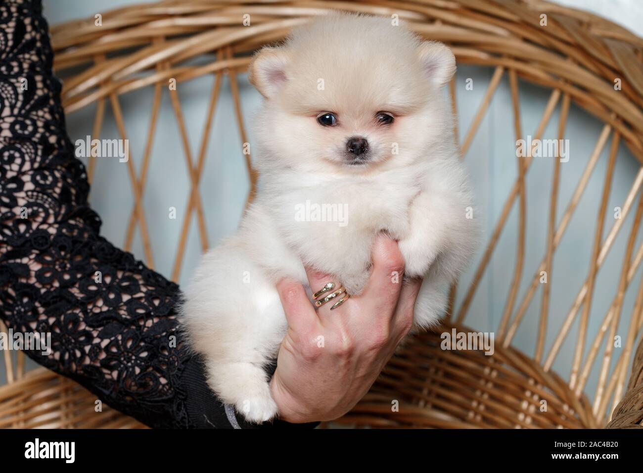Cute spitz dog puppies . beige colour. small Stock Photo - Alamy