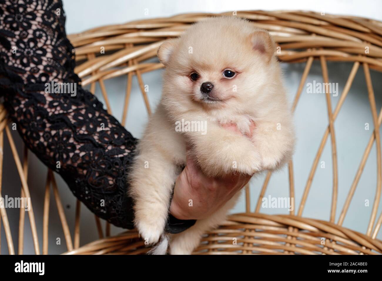 Cute spitz dog puppies . beige colour. small Stock Photo - Alamy