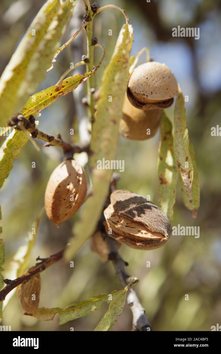 Mature almond tree hi-res stock photography and images - Alamy