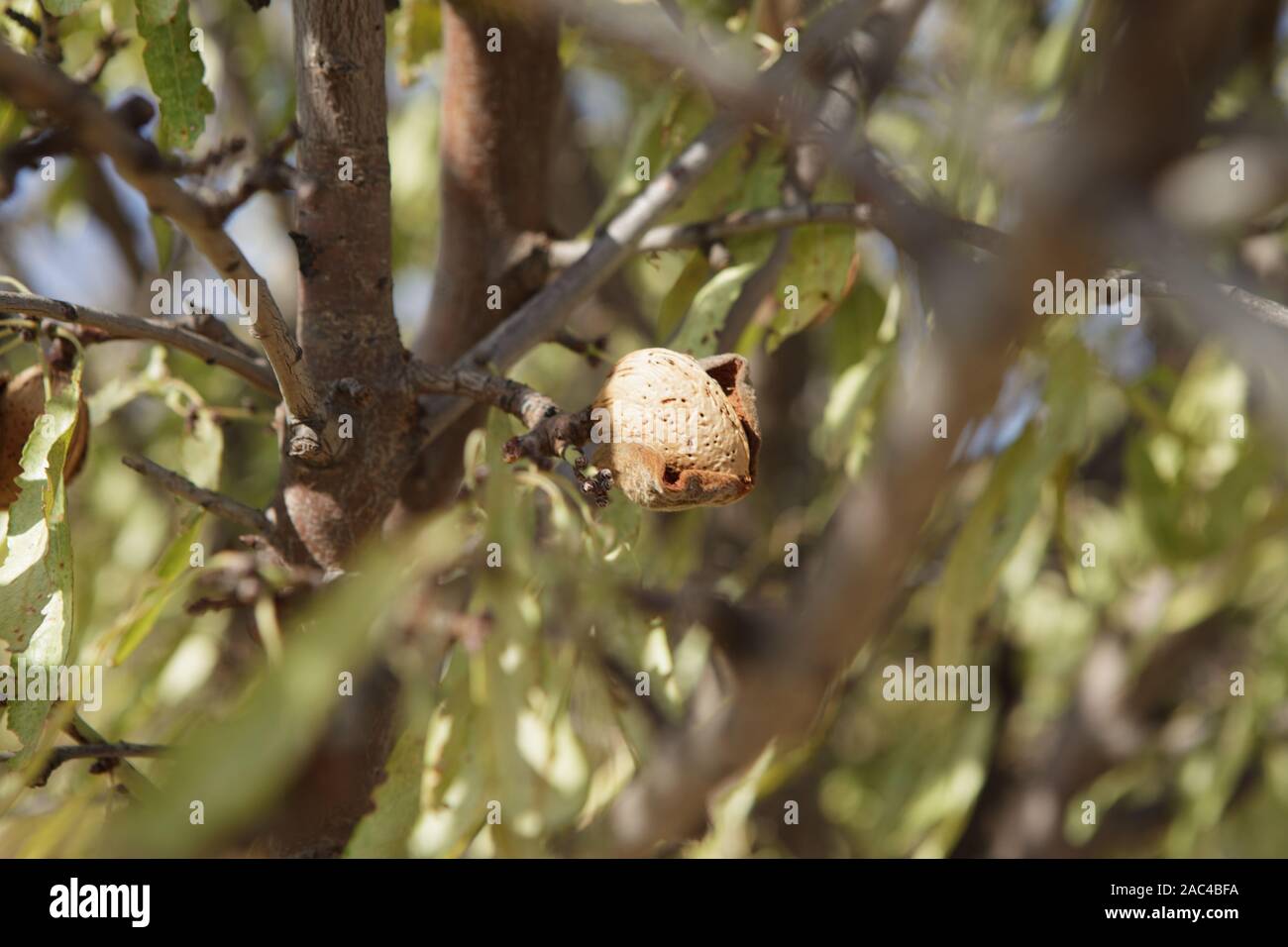 Mature almond tree hi-res stock photography and images - Alamy