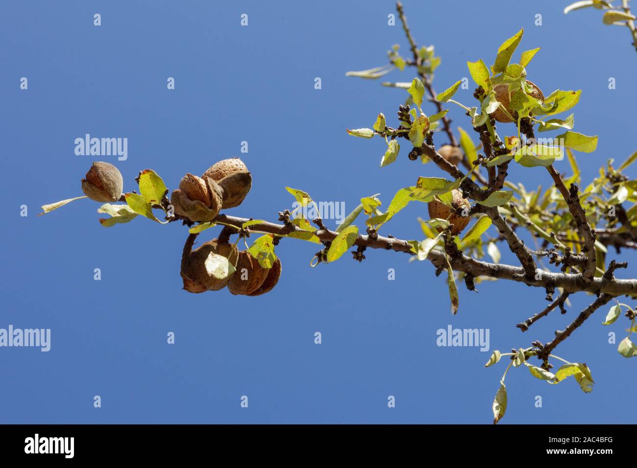 Mature almond tree hi-res stock photography and images - Alamy