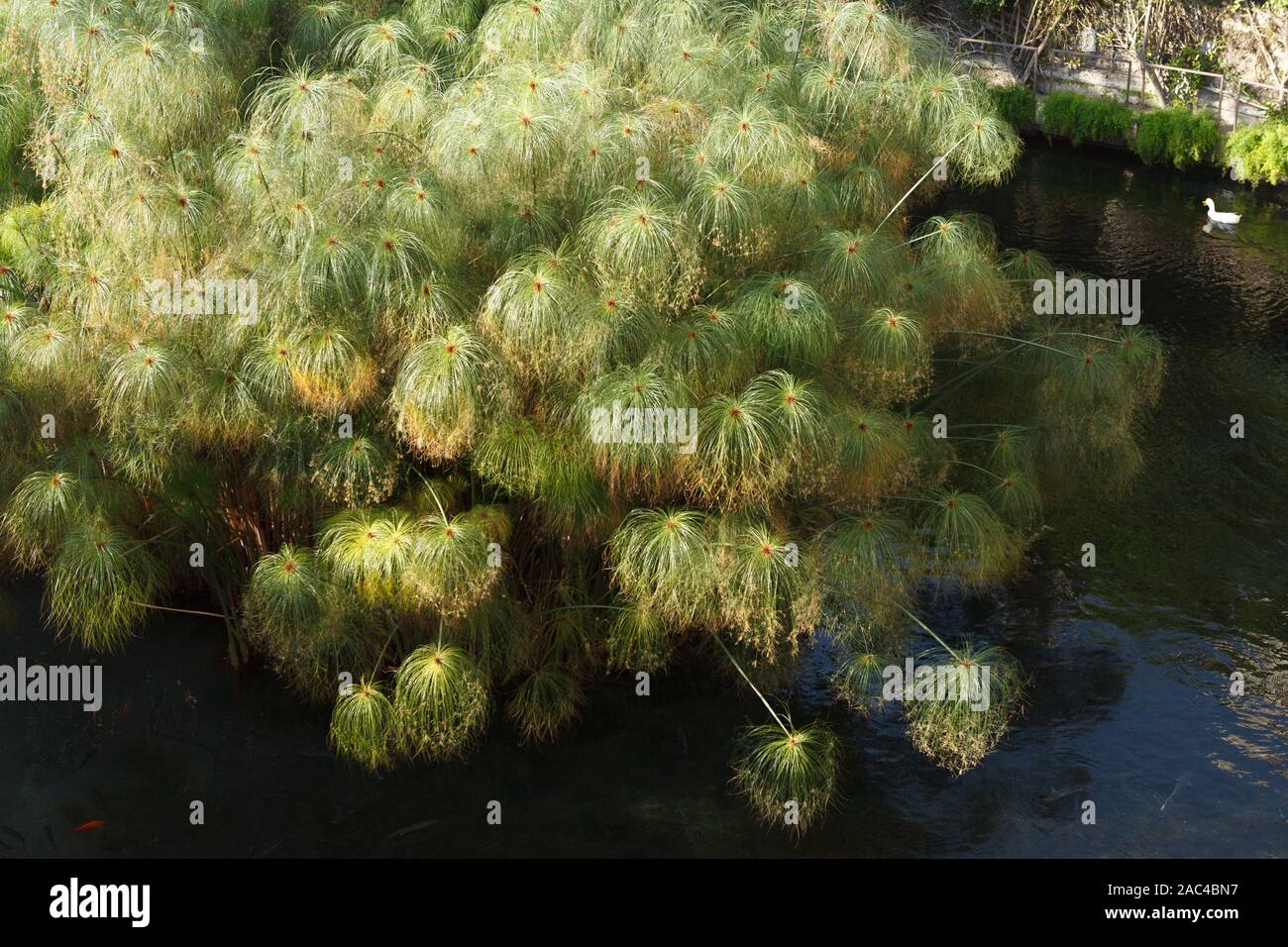 Papyrus marsh hi-res stock photography and images - Alamy