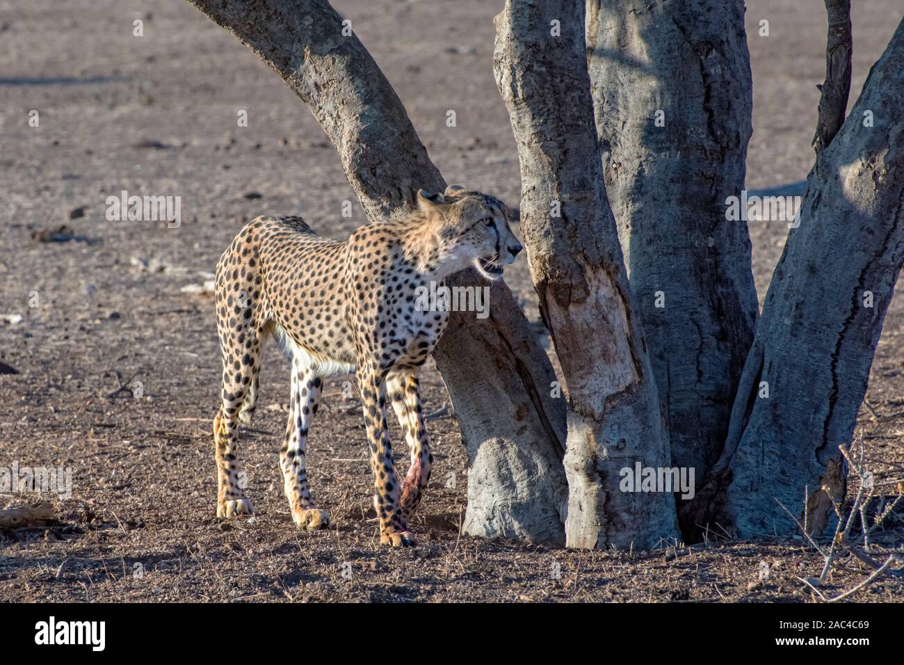 Cheetah under a tree hi-res stock photography and images - Alamy