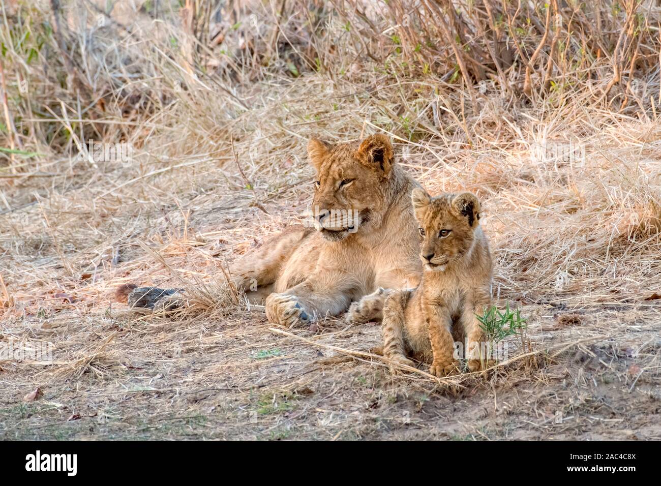 Lioness Resting in the Early Morning with her Cub in the Grass as the ...