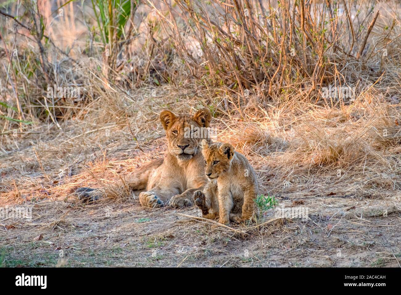 Lioness Resting in the Early Morning with her Cub in the Grass as the ...